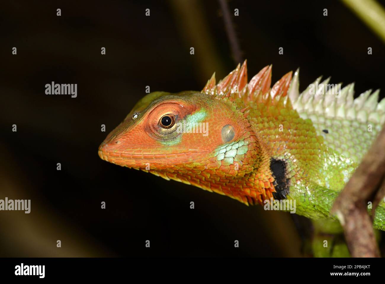 Common Green Forest Lizard adult male, close-up of head, Sinharaja ...