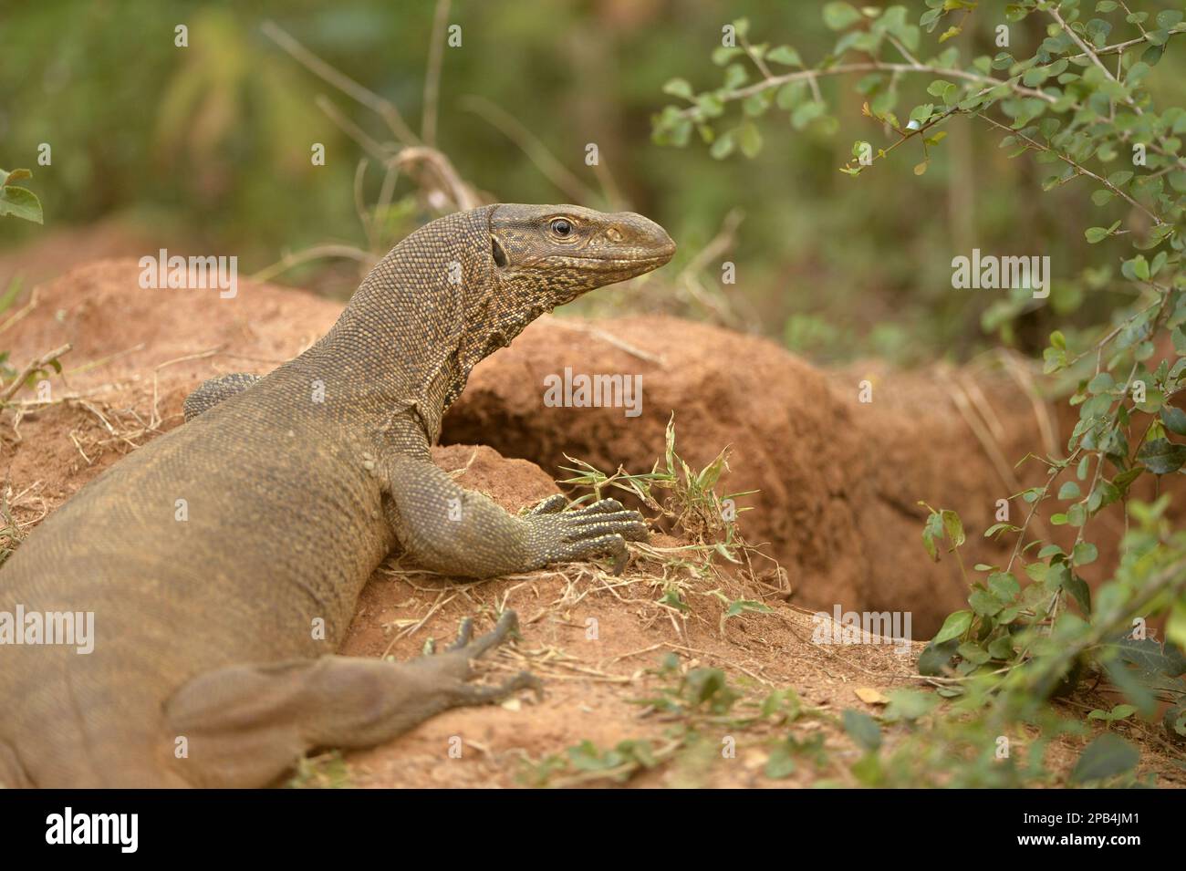 Bengal monitor (Varanus bengalensis) adult, at the entrance to the ...