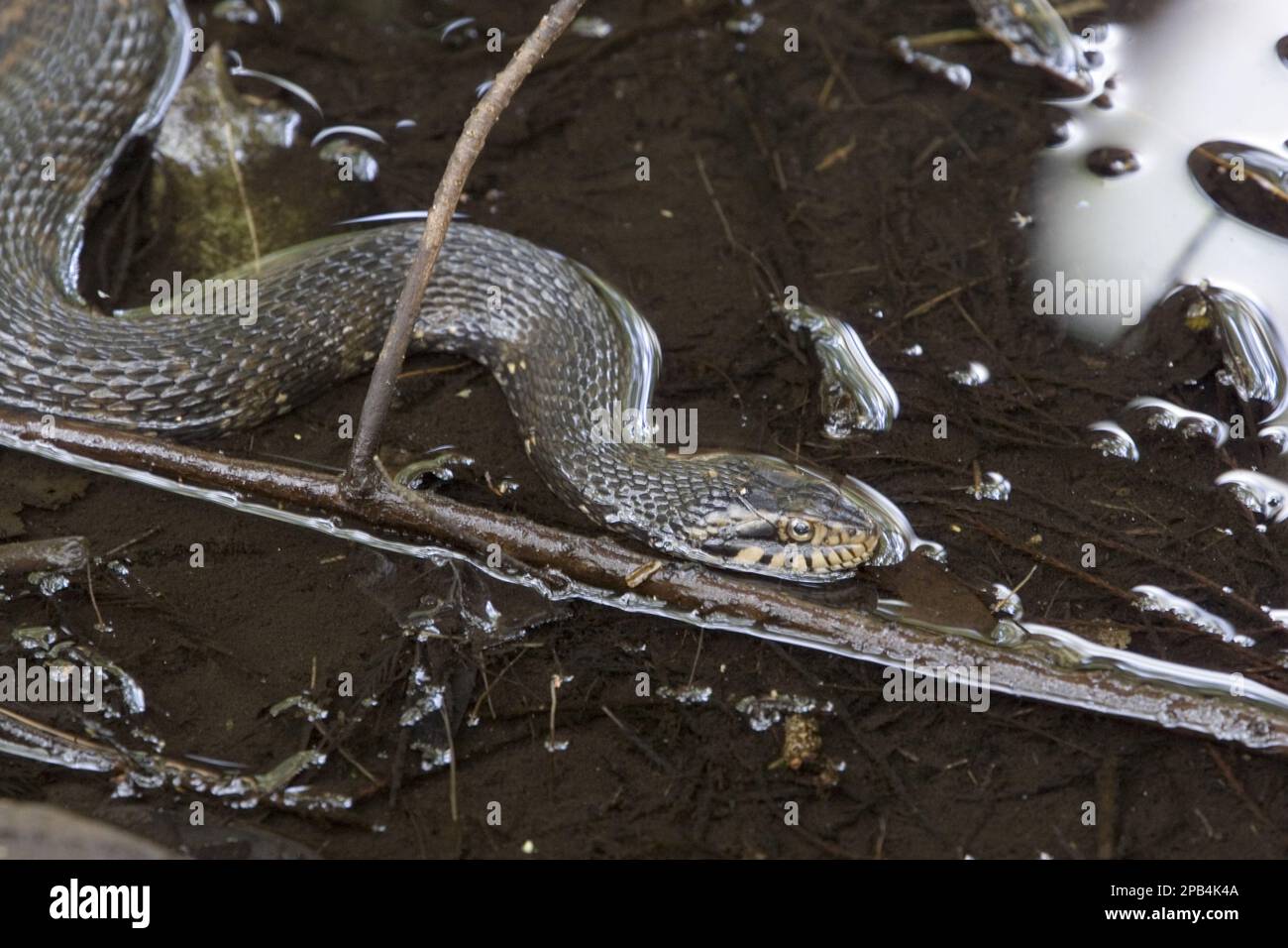 Southern swimming snake, Banded water snake, Southern swimming snakes ...