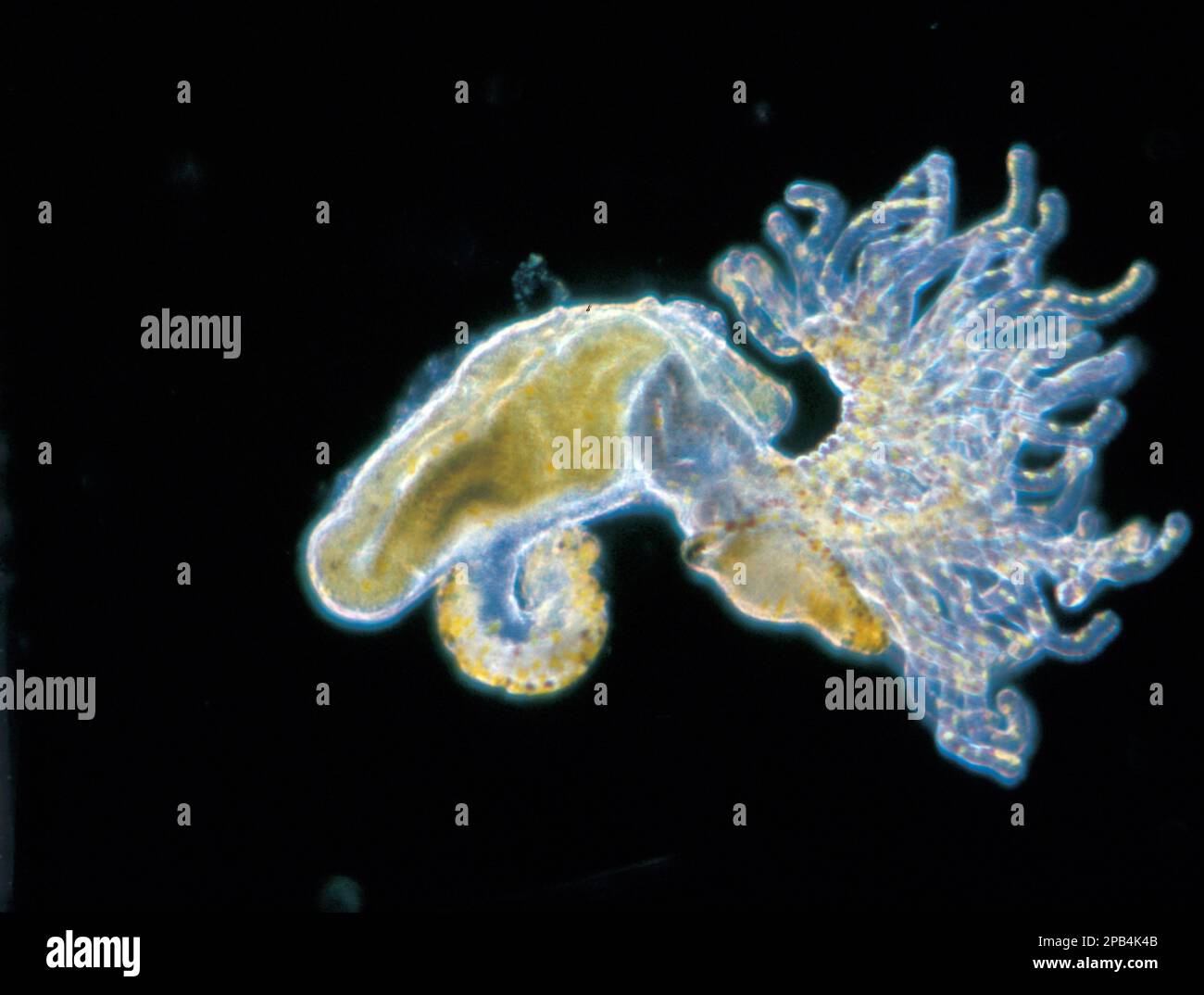 Rhabdopleura compacta, A live zooid removed from its tube Stock Photo ...