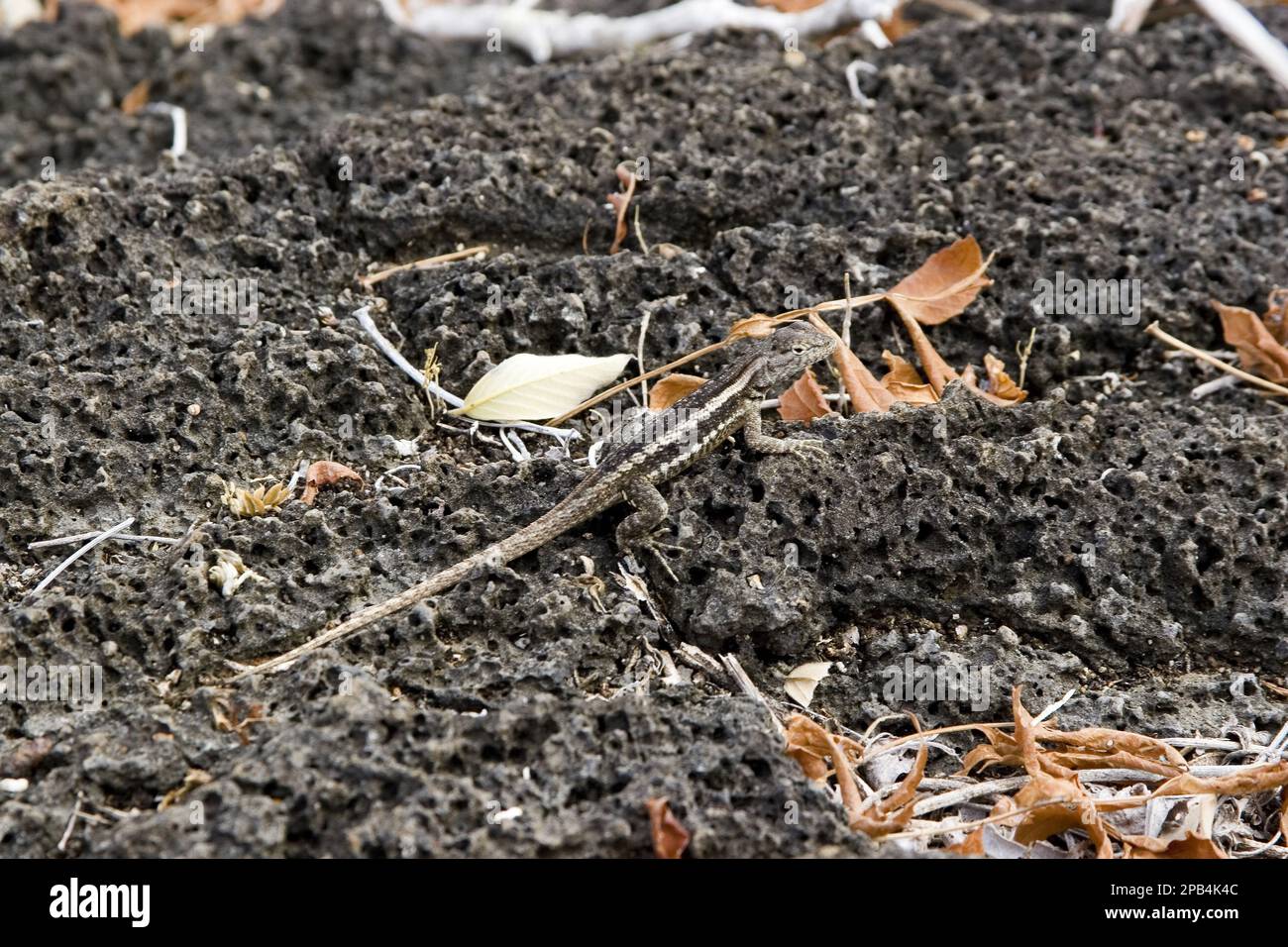 Lava Lizard (Microlophus), lava lizard, Other animals, Reptiles ...