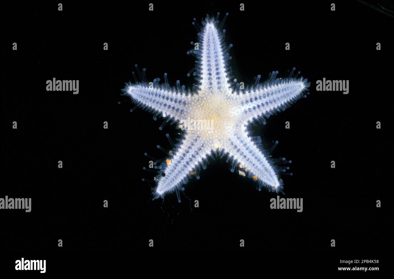 Luidia sarsi hi-res stock photography and images - Alamy