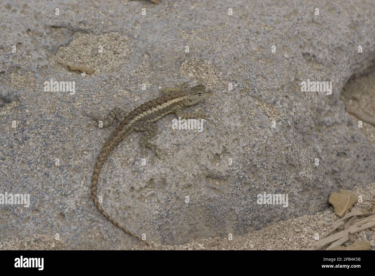 Lava Lizard (Microlophus), lava lizard, Other animals, Reptiles ...