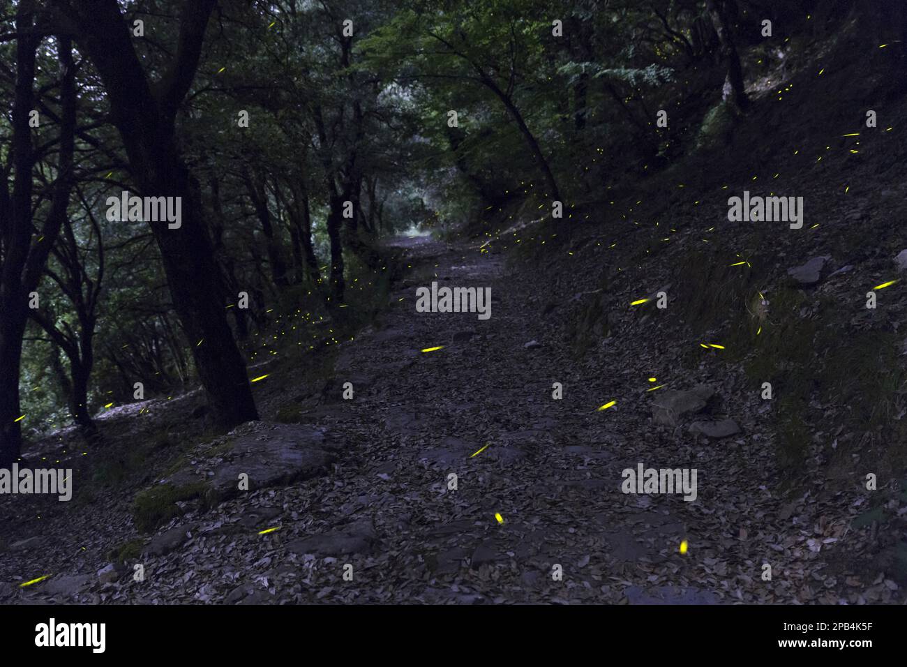 Phausis splendidula, false firefly (Lamprohiza splendidula), Small ...