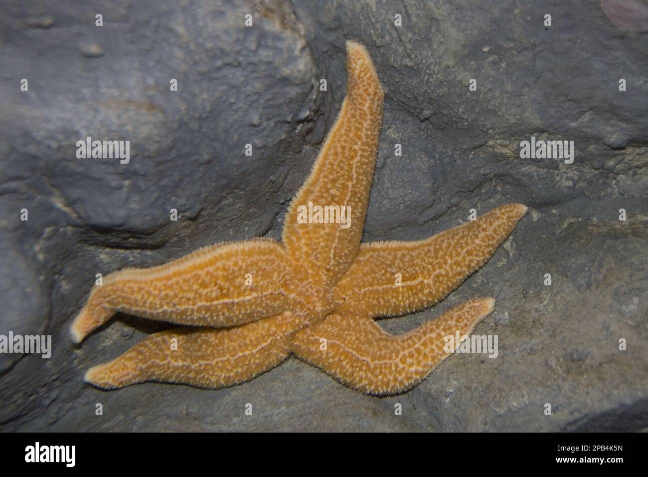 Underwater world of echinoderms hi-res stock photography and images - Alamy