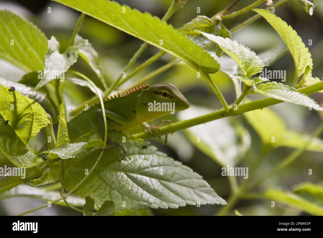 Beautiful Lizard, Beautiful Lizards, Agamas, Other Animals, Reptiles ...