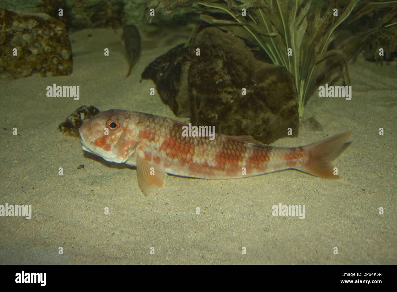Striped mullet hi-res stock photography and images - Alamy