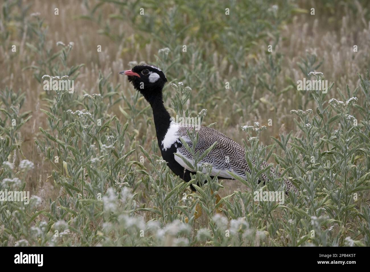 Cackling Bustard, Cackling black bustards (Afrotis afra), Animals ...