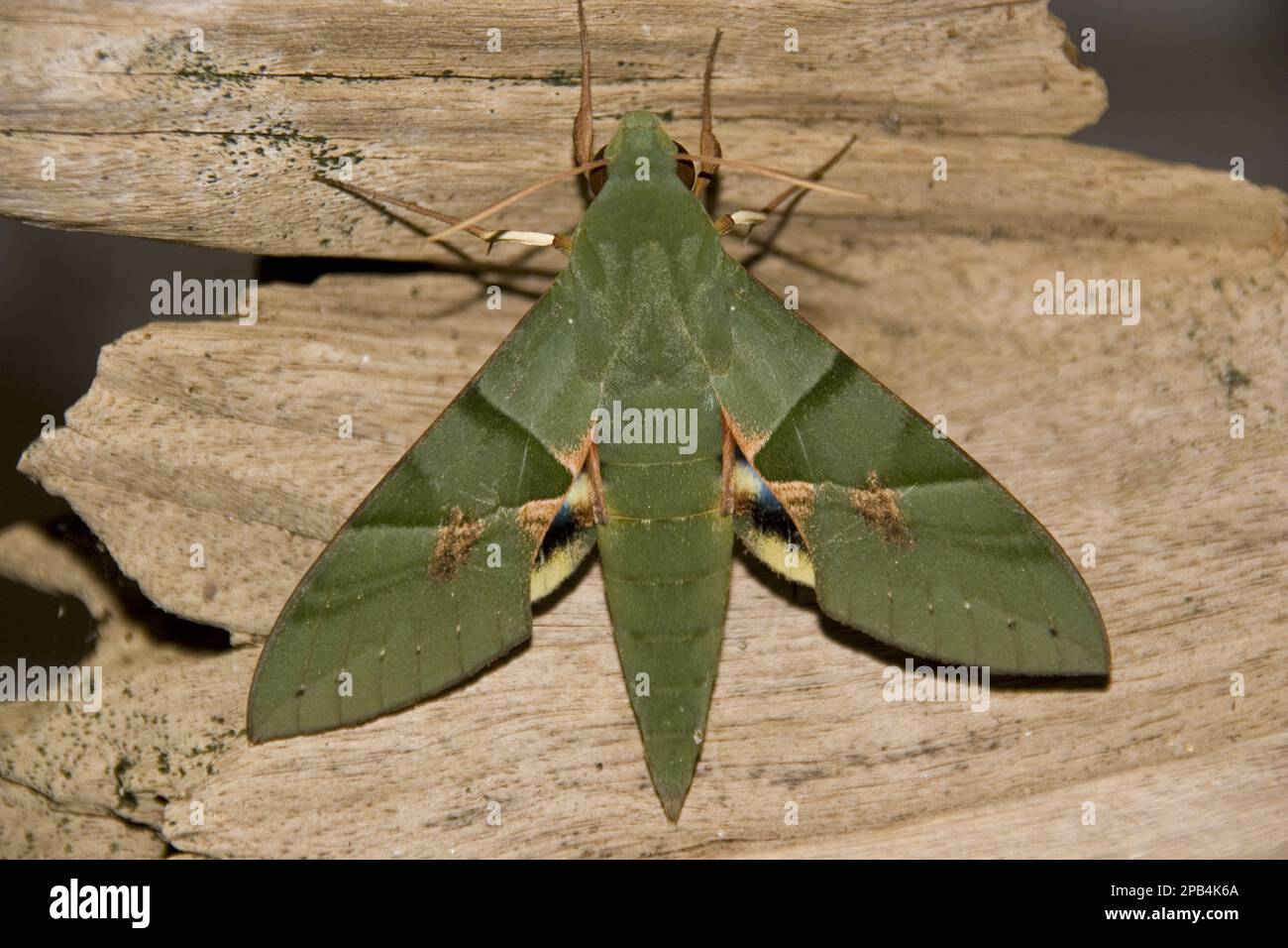 Insects, Moths, sphingid (Sphingidae), Animals, Other animals ...