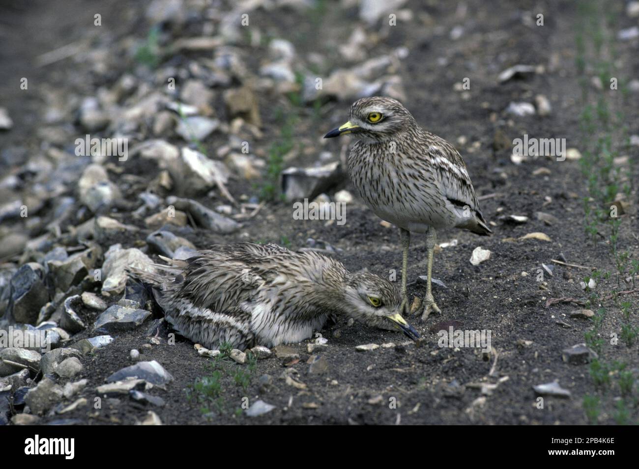 Stone curlew (Burhinus oedicnemus), flicking stones while sitting on ...