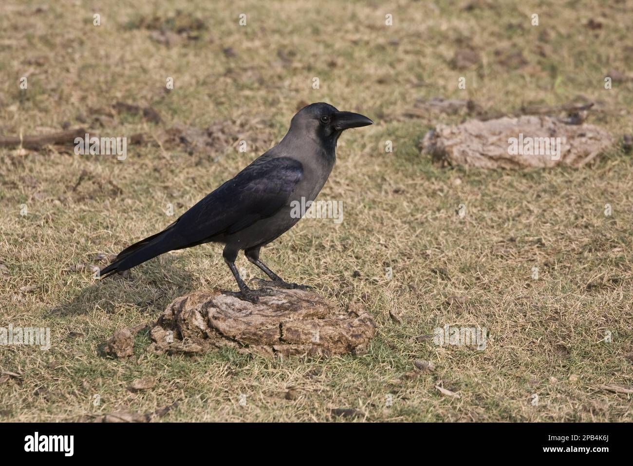 Shining Crow, Shining Crows, Crow, Corvids, Songbirds, Animals, Birds ...