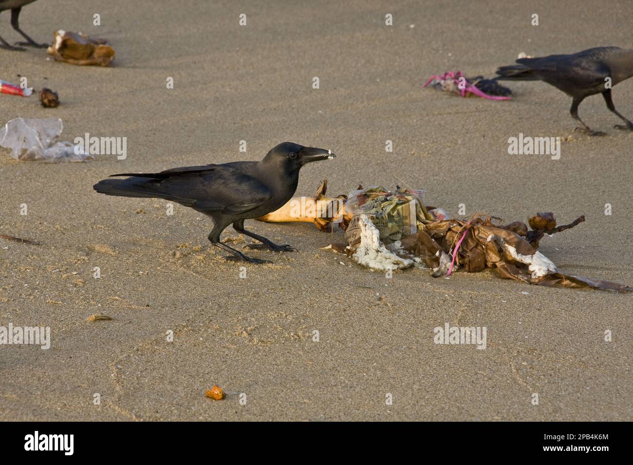 Shining Crow, Shining Crows, Crow, Corvids, Songbirds, Animals, Birds ...