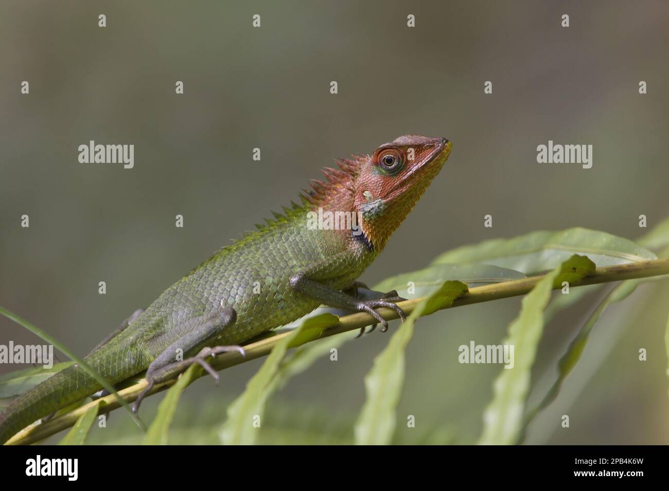 Beautiful Lizard, Beautiful Lizards, Agamas, Other Animals, Reptiles ...
