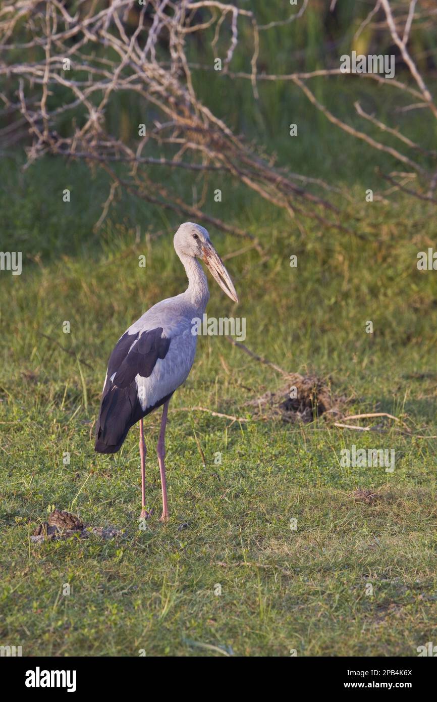Silver Clawbill, Silver Clawbill, Silver Clawbills, Stork, Animals ...