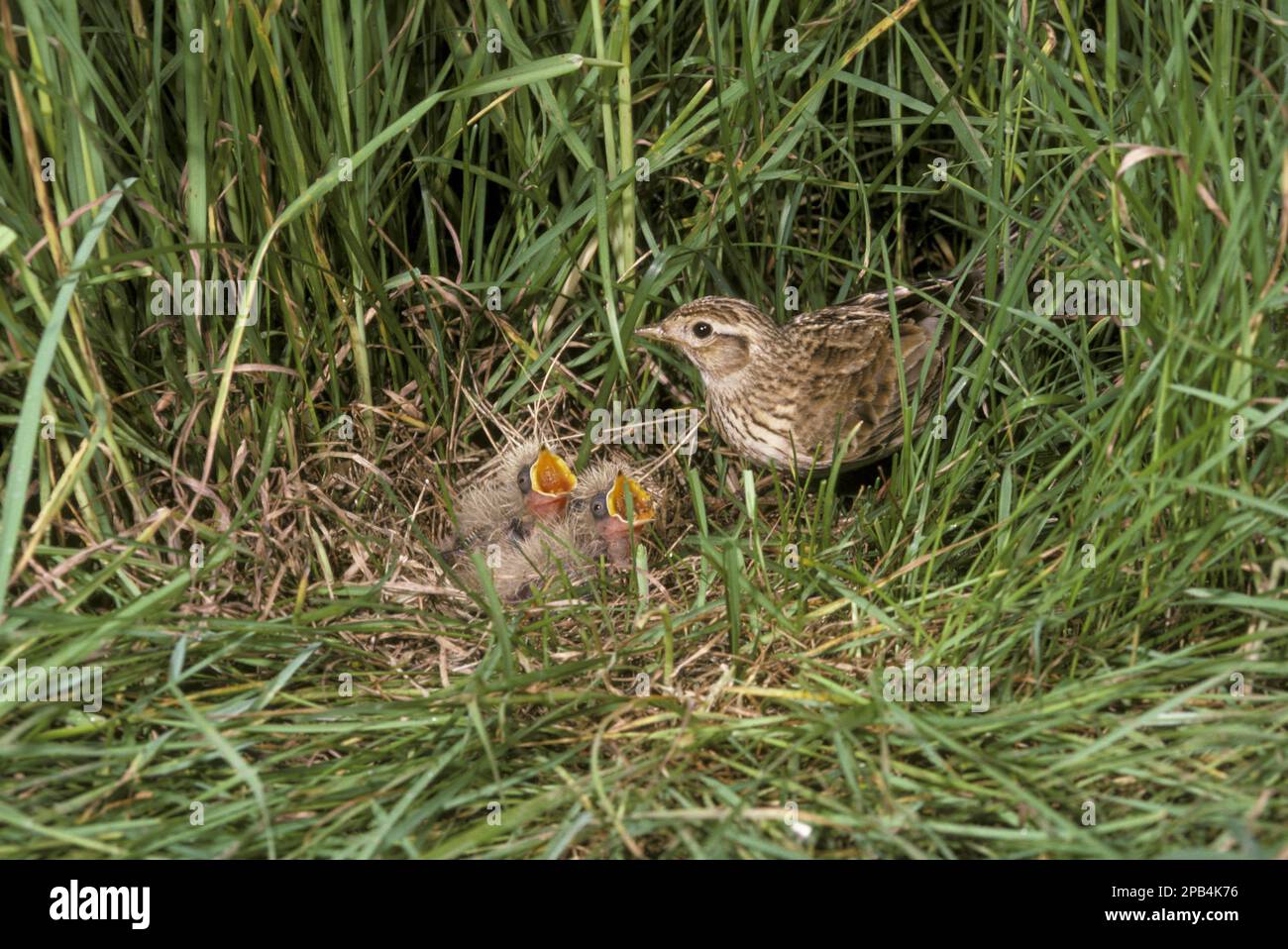 Skylark, eurasian skylarks (Alauda arvensis), songbirds, animals, birds ...