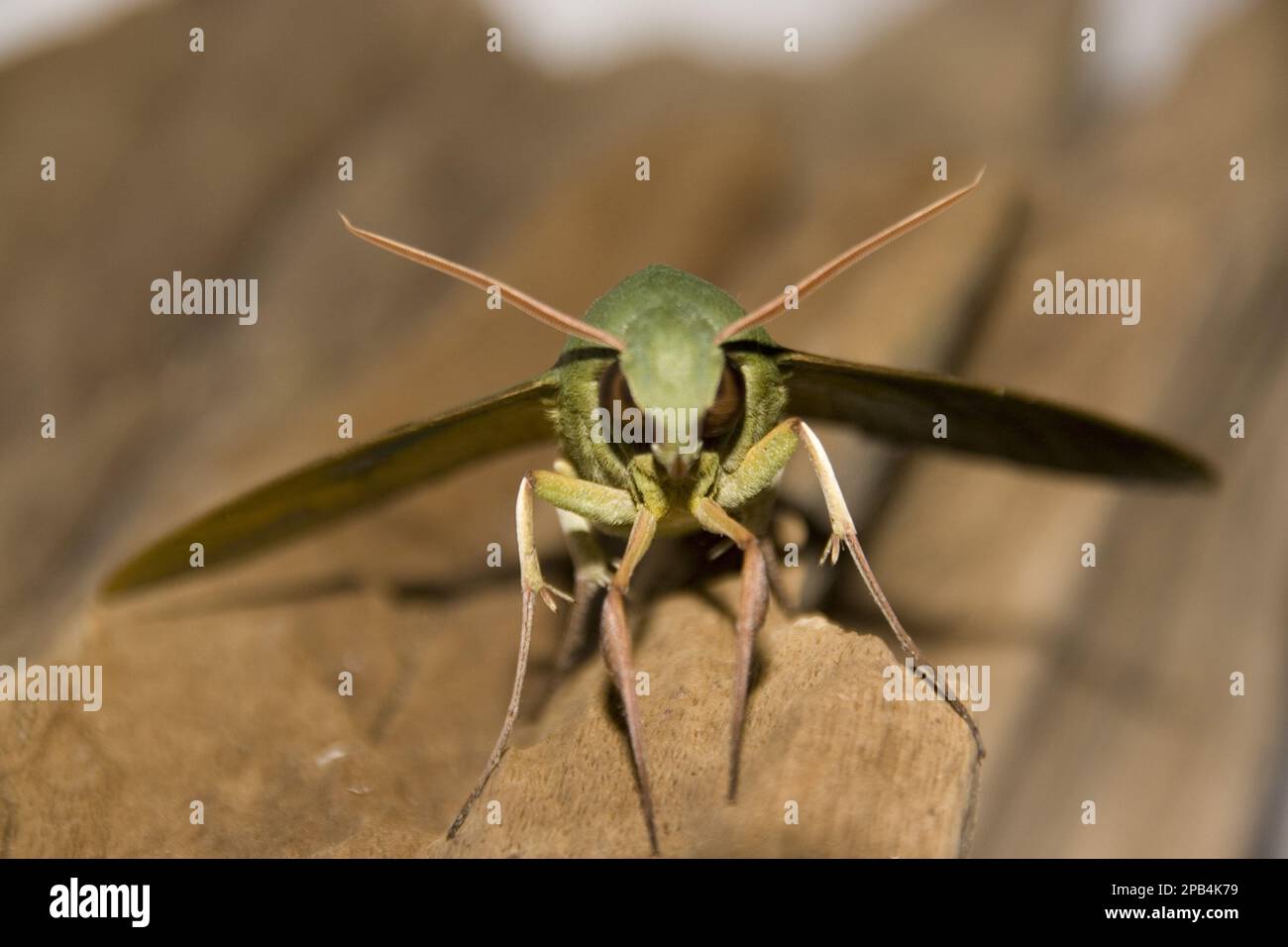 Insects, Moths, sphingid (Sphingidae), Animals, Other animals ...