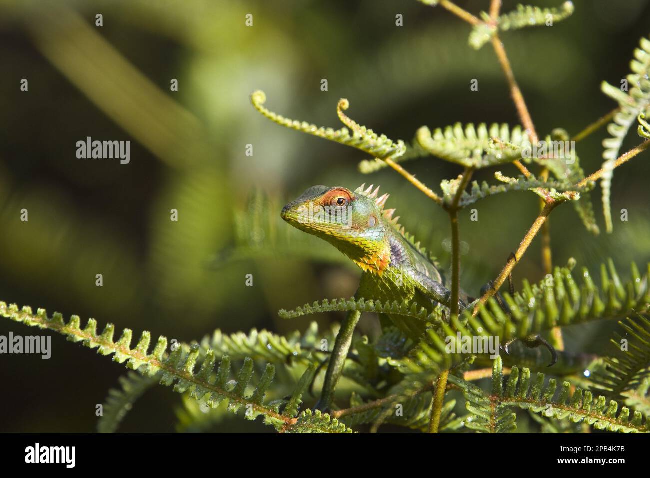 Beautiful Lizard, Beautiful Lizards, Agamas, Other Animals, Reptiles ...