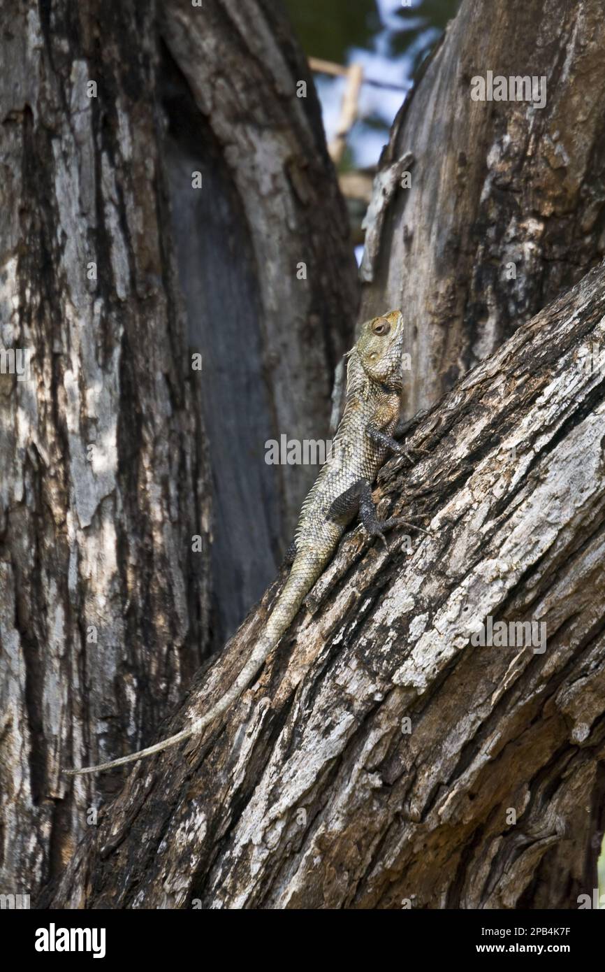 Bloodsucking (Agama), Bloodsucking Agama, Indian Beauty Lizard, Indian ...