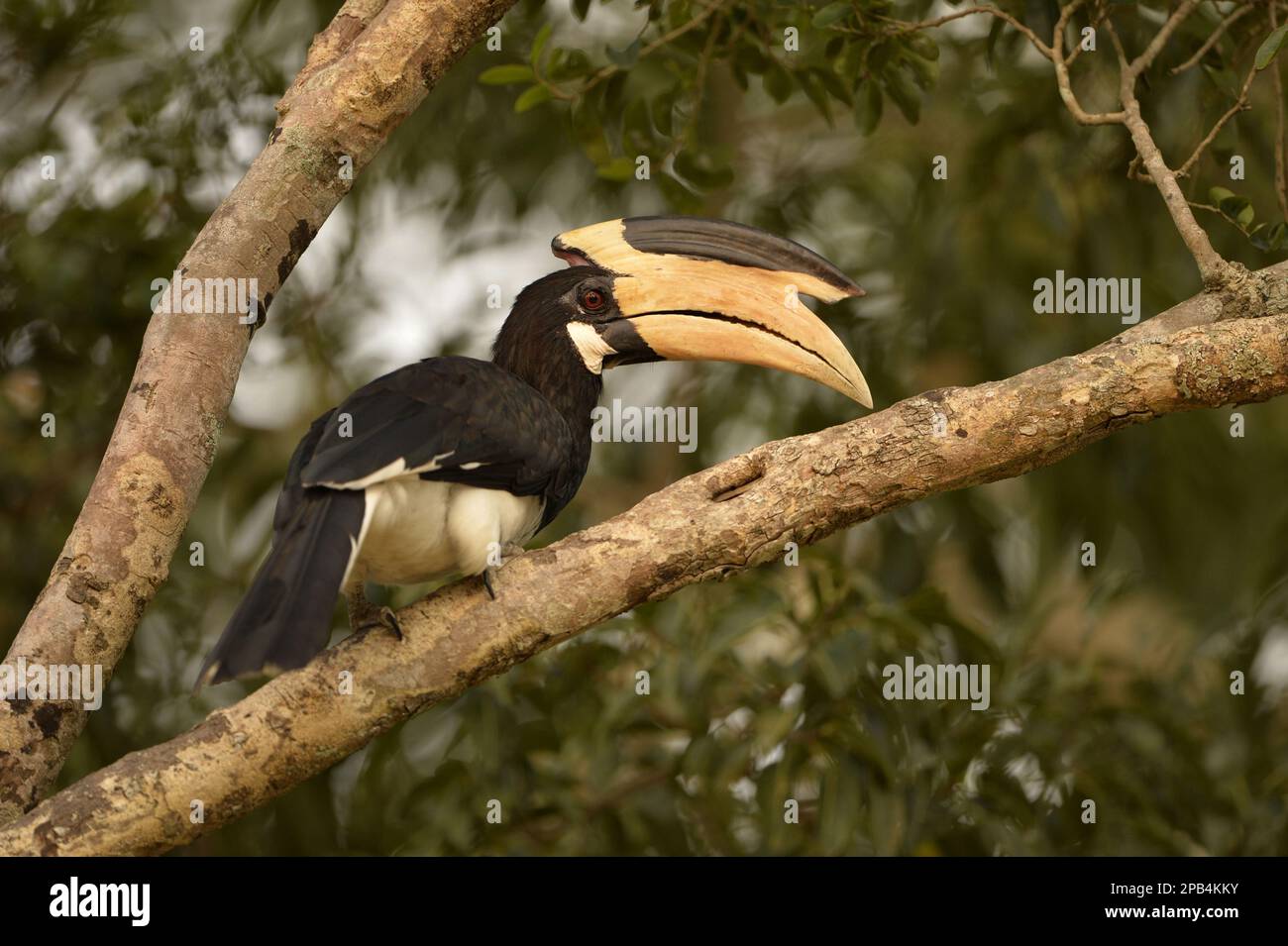 Malabar Hornbill, Malabar Hornbill, malabar pied hornbills ...