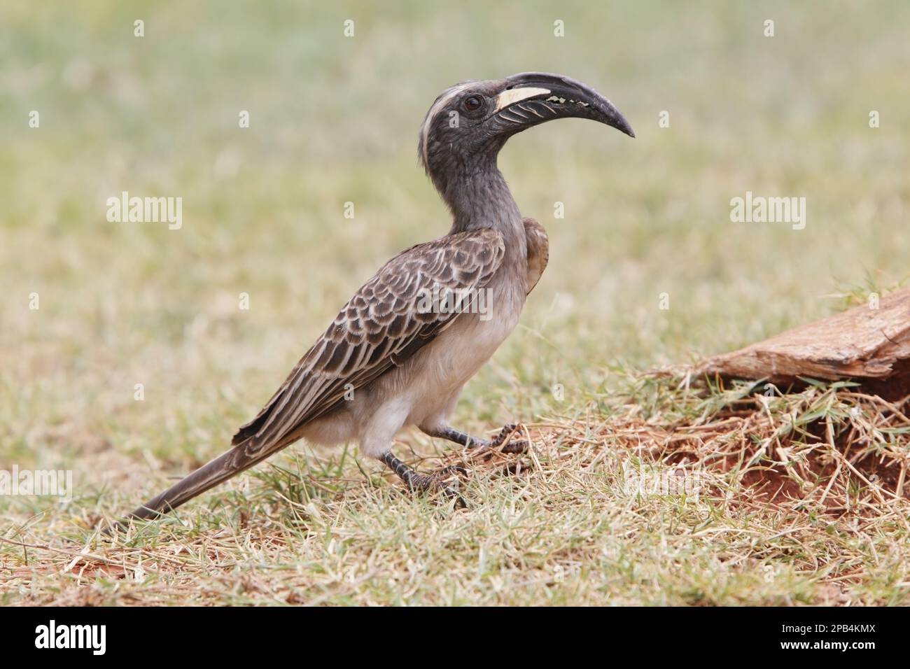 African ground hornbill hi-res stock photography and images - Alamy