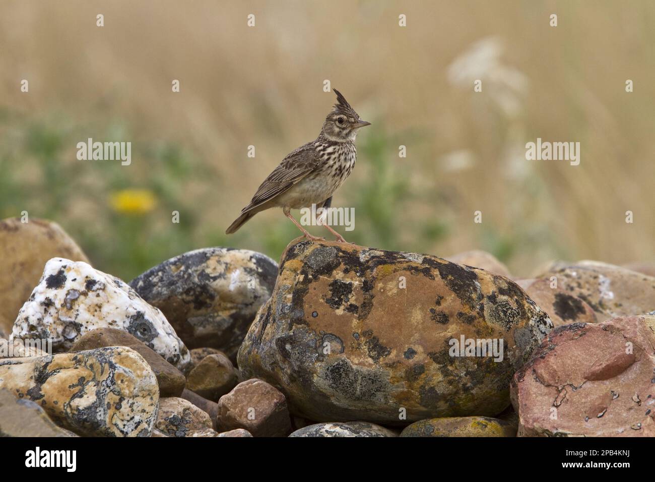 Thekla Lark, Thekla Lark, Songbirds, Animals, Birds, Larks, Extremadura ...