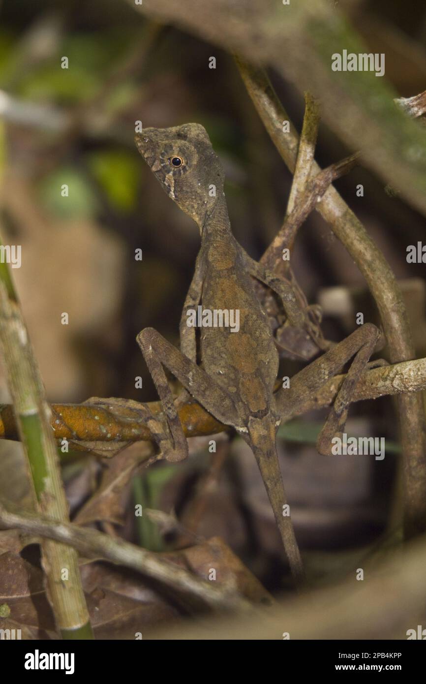 Agamas, Other animals, Reptiles, Animals, Sri Lanka Kangaroo Lizard ...