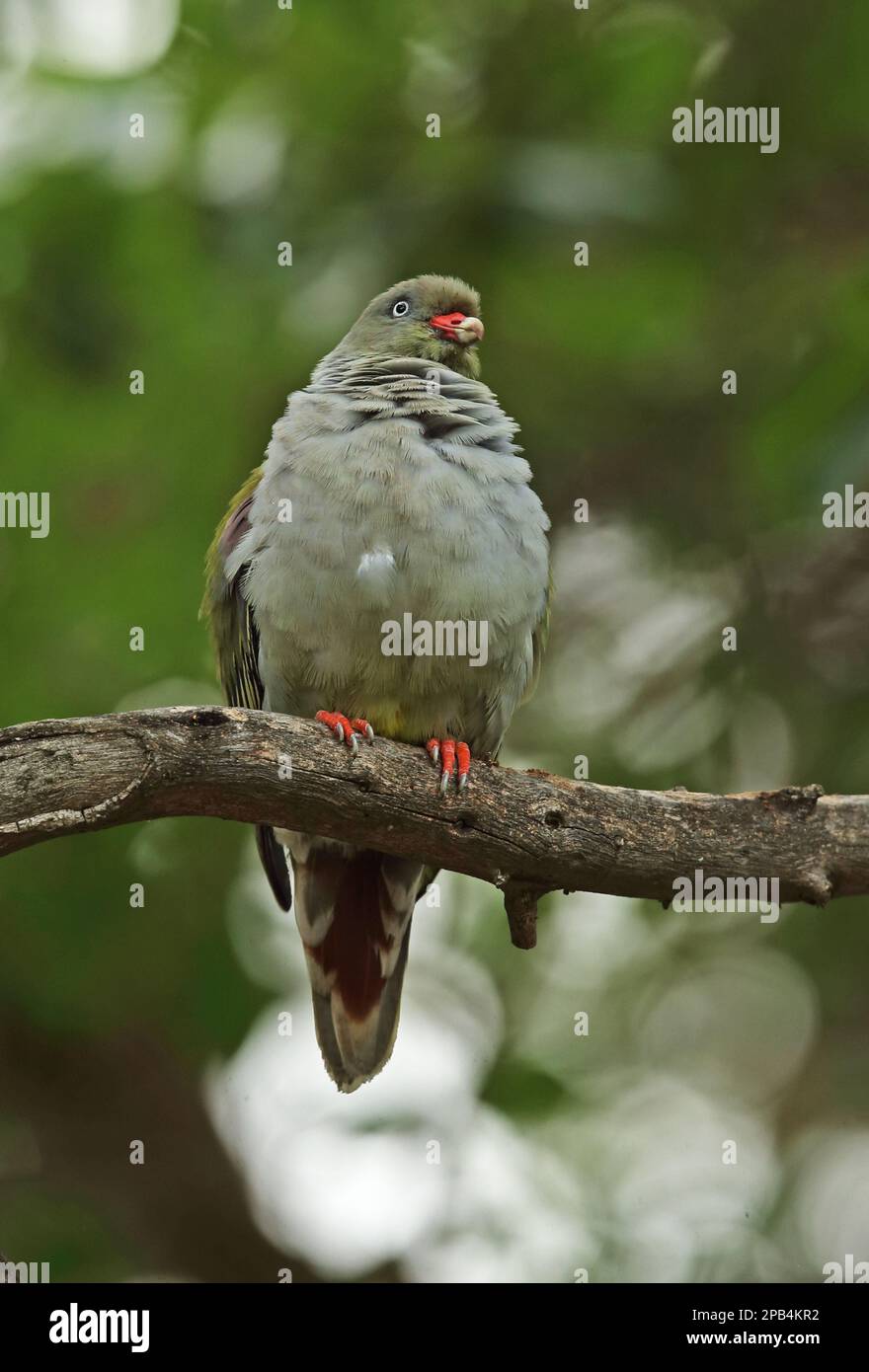 African african green pigeon (Treron calvus glaucus) adult, sitting on ...
