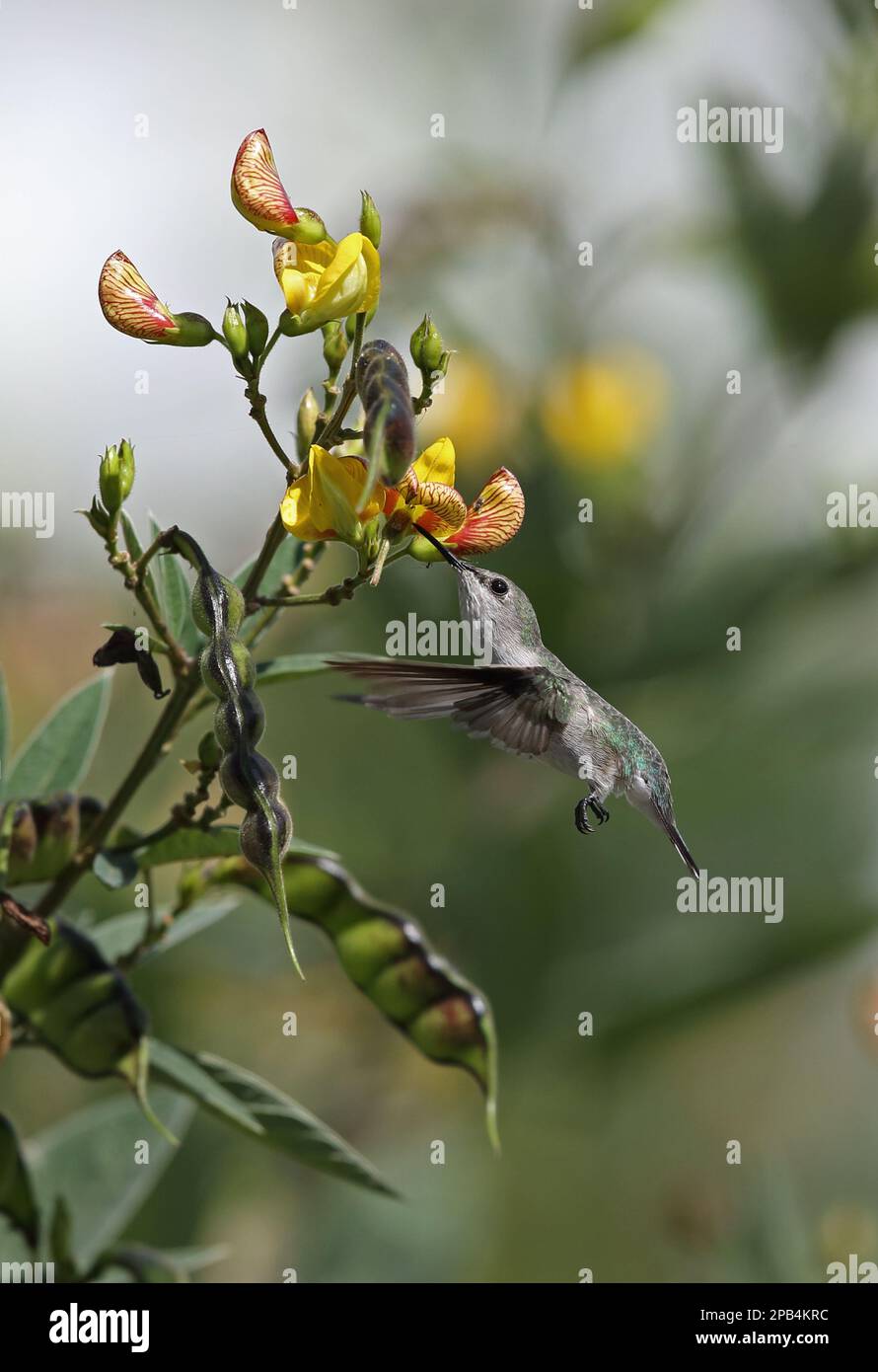 Jamaica verbena hi-res stock photography and images - Alamy