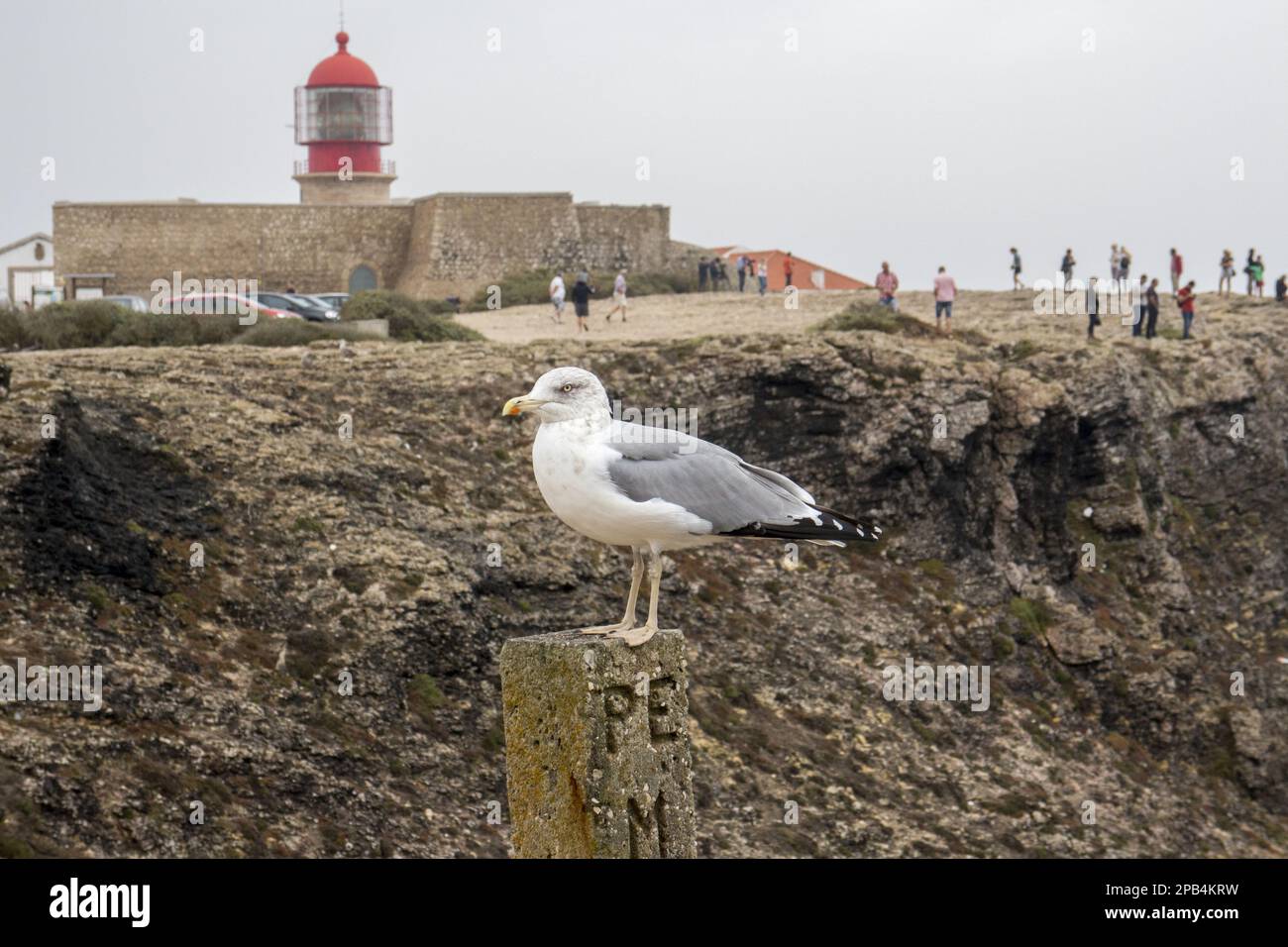 Yellow legged Gull (Larus michahellis) and lighthouse at Cape St ...
