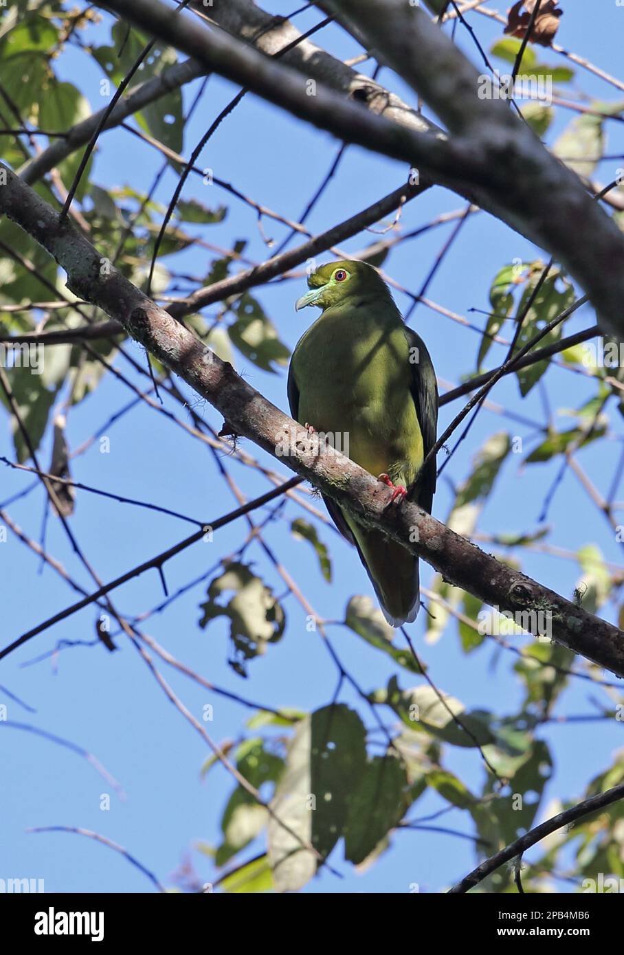 Yellow-bellied Green-pigeon, Yellow-bellied Green-doves, Pigeons ...