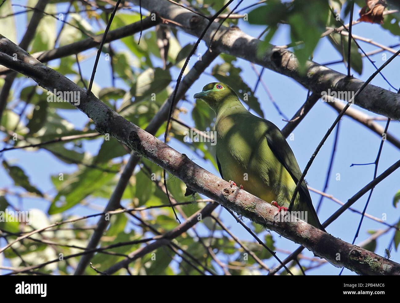 Yellow-bellied Green-pigeon, Yellow-bellied Green-doves, Pigeons ...
