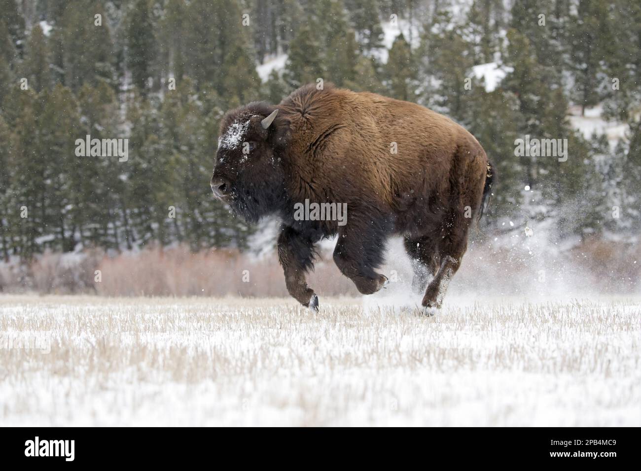 North American bison calf, nine months old, running over snow, Montana ...