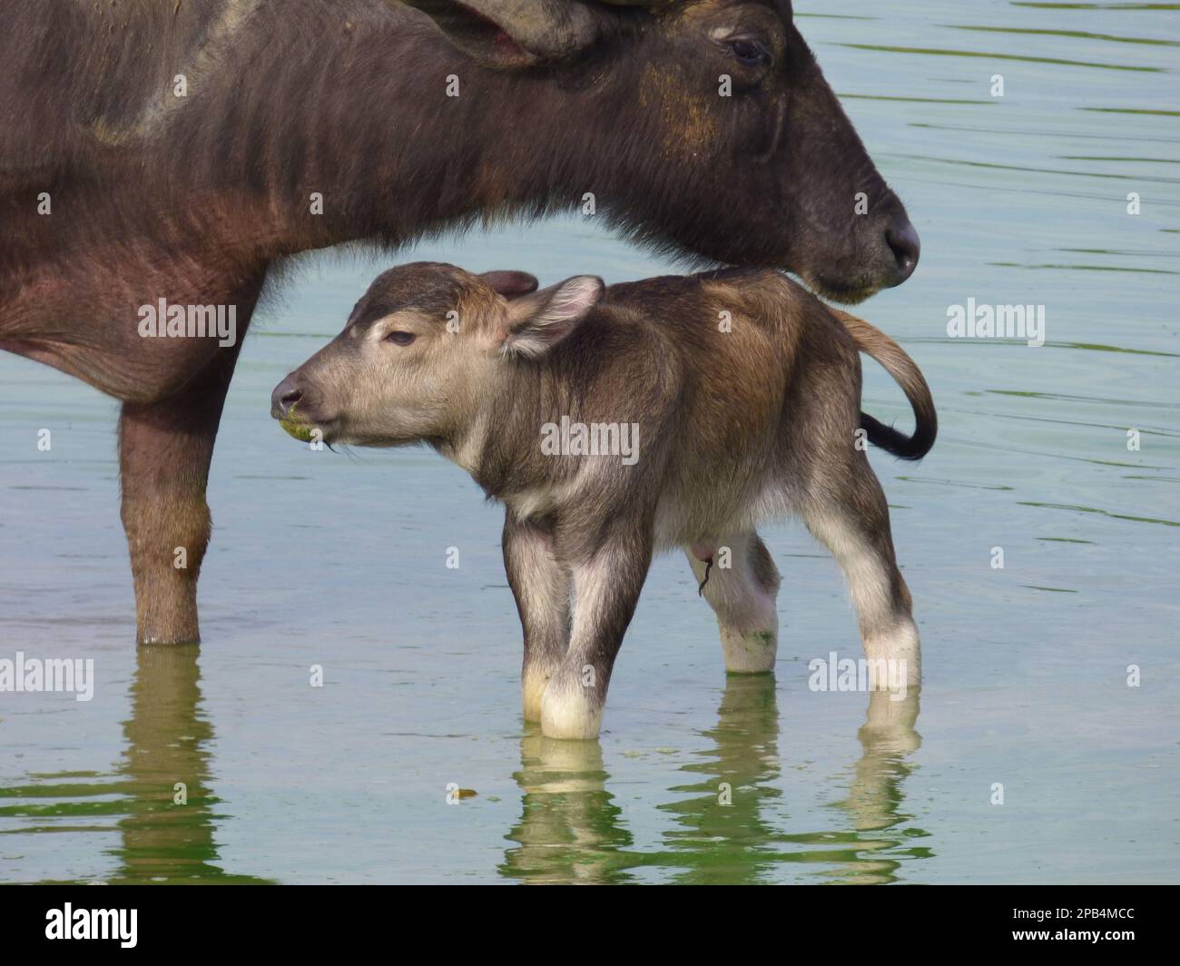 Adult domestic water buffalo bubalus bubalis hi-res stock photography ...