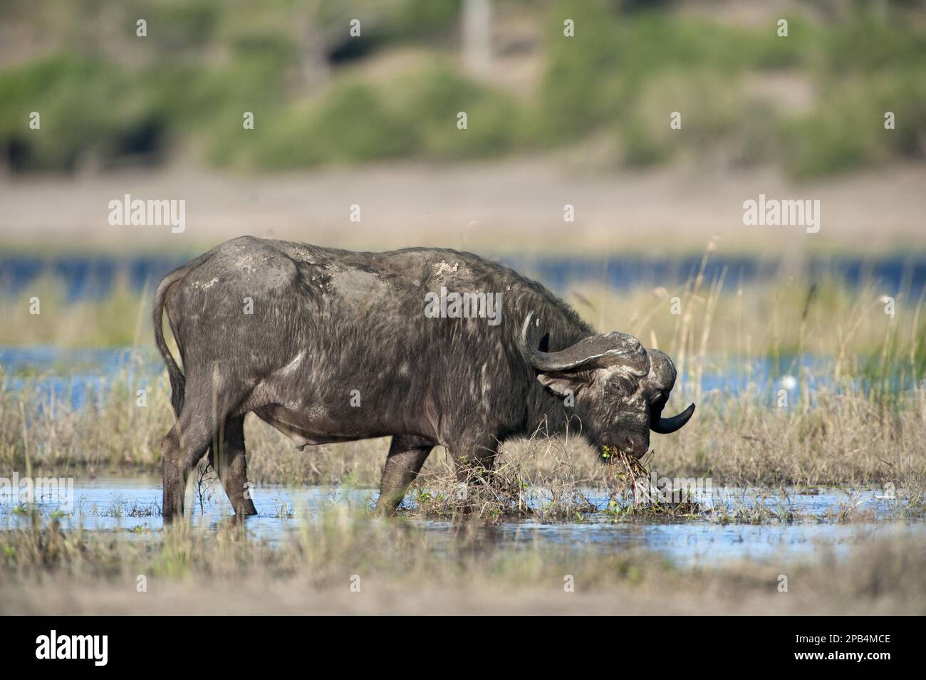 African buffalo (Syncerus caffer caffer), buffalo, ungulates (cloven ...