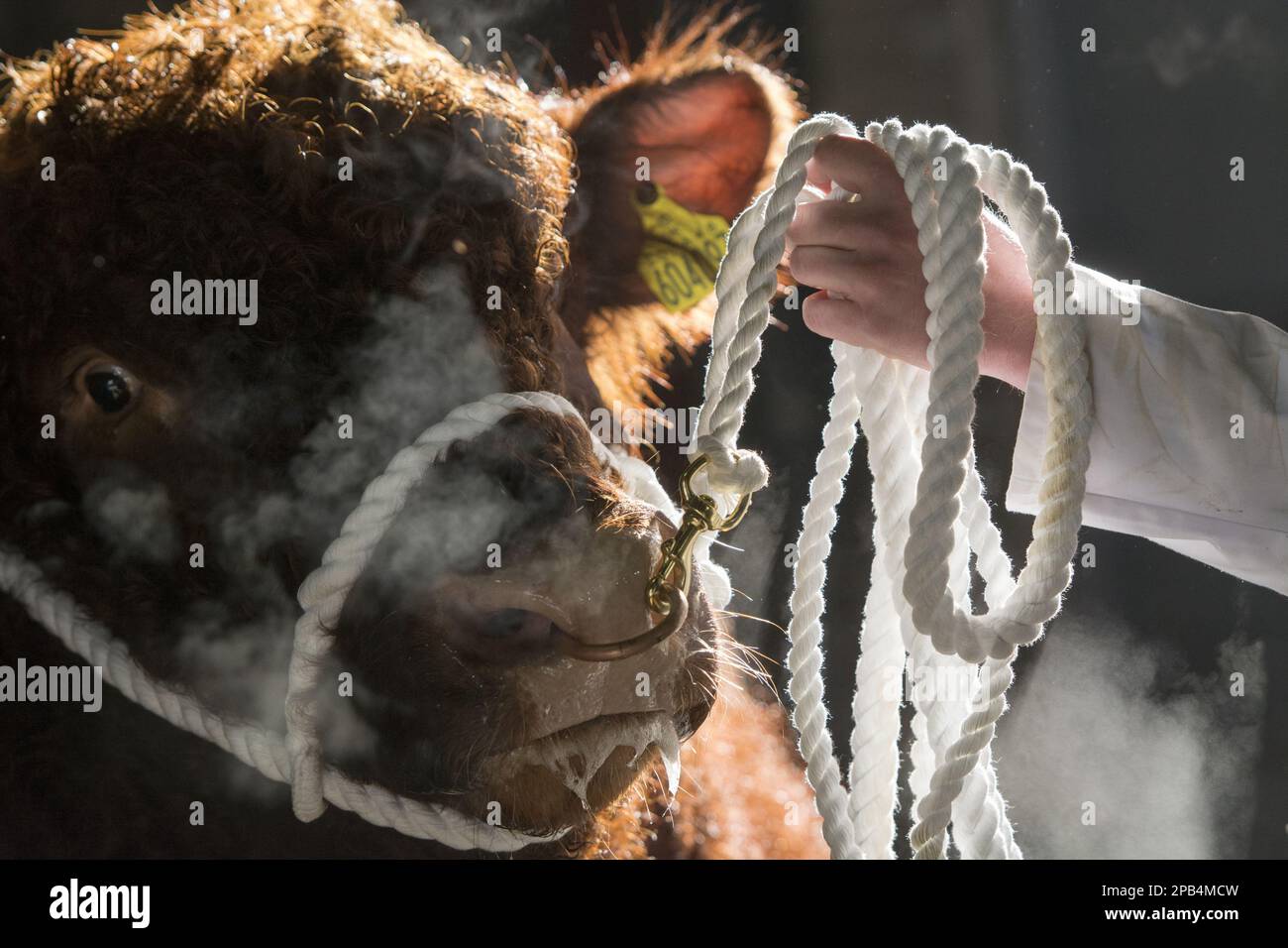 Domestic cattle, Luing, bull, close-up of head, with steaming breath ...