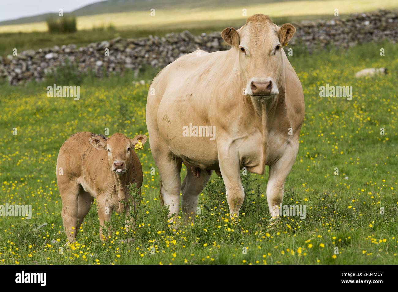 Domestic cattle, Blonde d'Aquitaine, cow and calf, standing on mountain ...