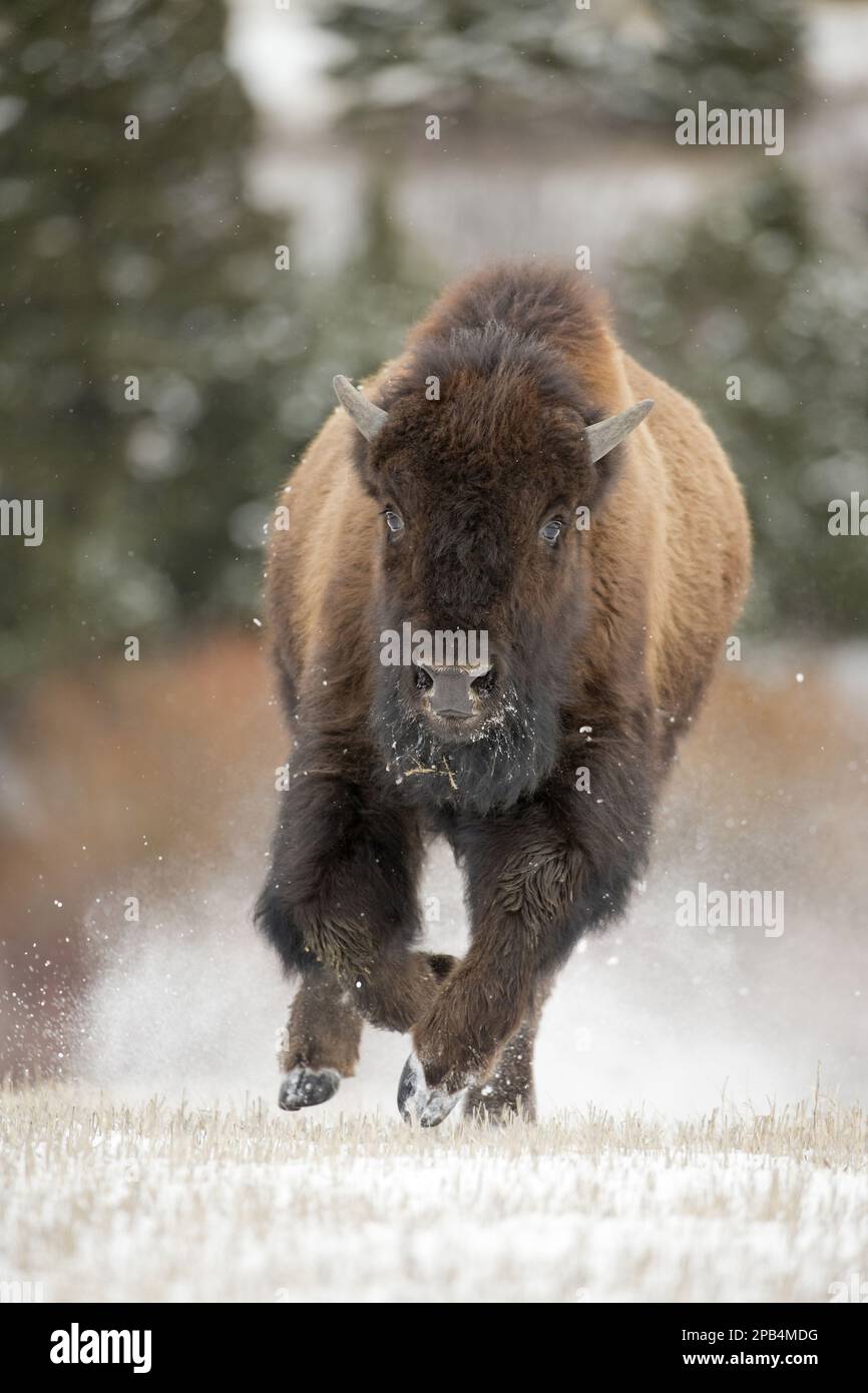 North American bison calf, nine months old, running over snow, Montana ...