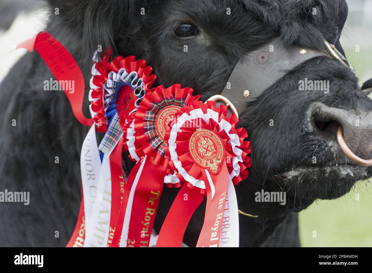 Domestic cattle, Belted Galloway, close-up of head, champion with ...