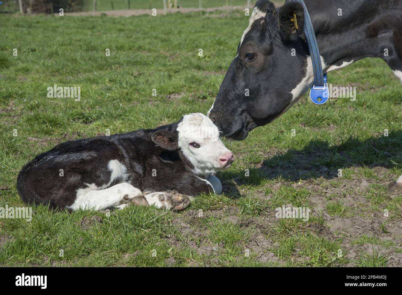 Domestic cattle, Holstein Friesian dairy cow, with transponder collar ...