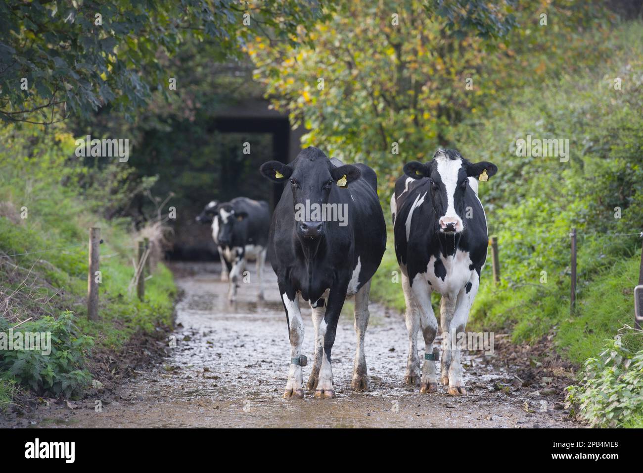 Holstein cattle, Holstein cattle, purebred, livestock, domestic animals ...