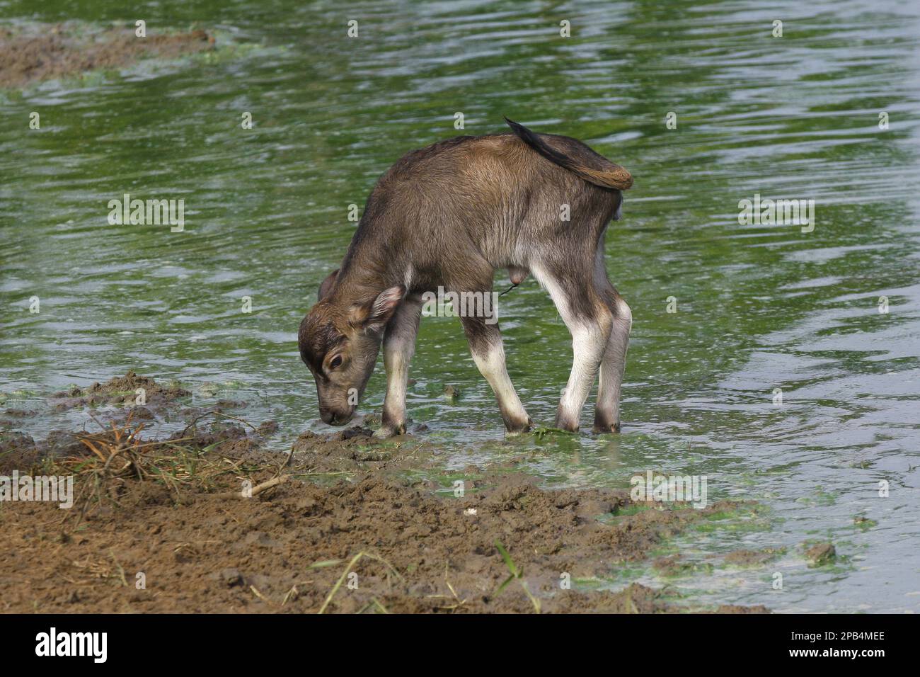 Bubalus arnee f. bubalis, water buffalo, Asian water buffalo (Bubalus ...