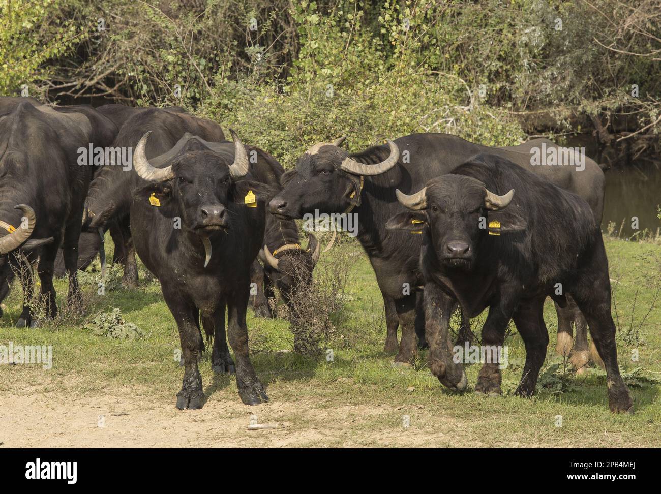Bubalus arnee f. bubalis, water buffalo, Asian water buffalo (Bubalus ...