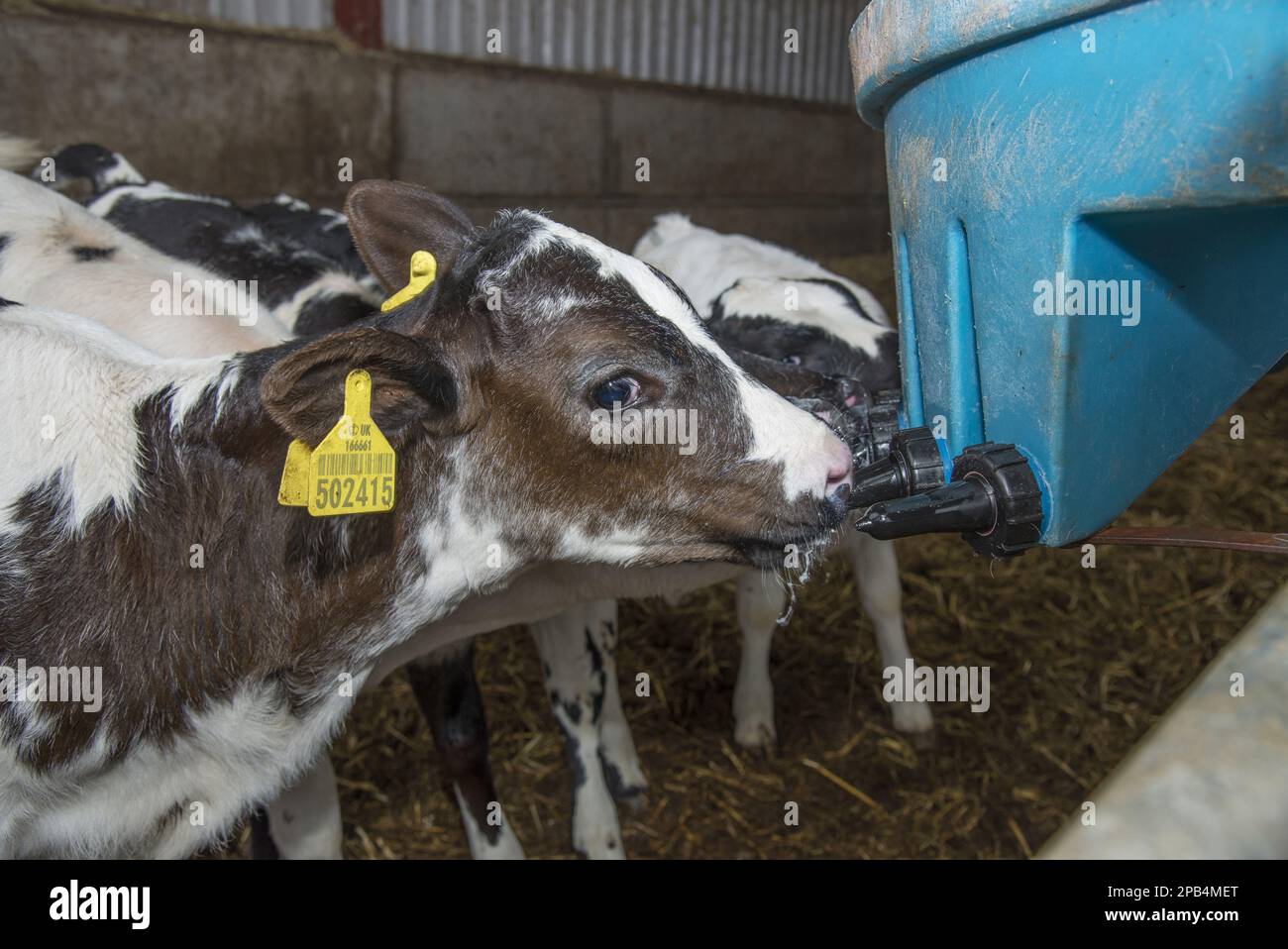 British Blue cattle, purebred, livestock, pets, cloven-hoofed, animals ...
