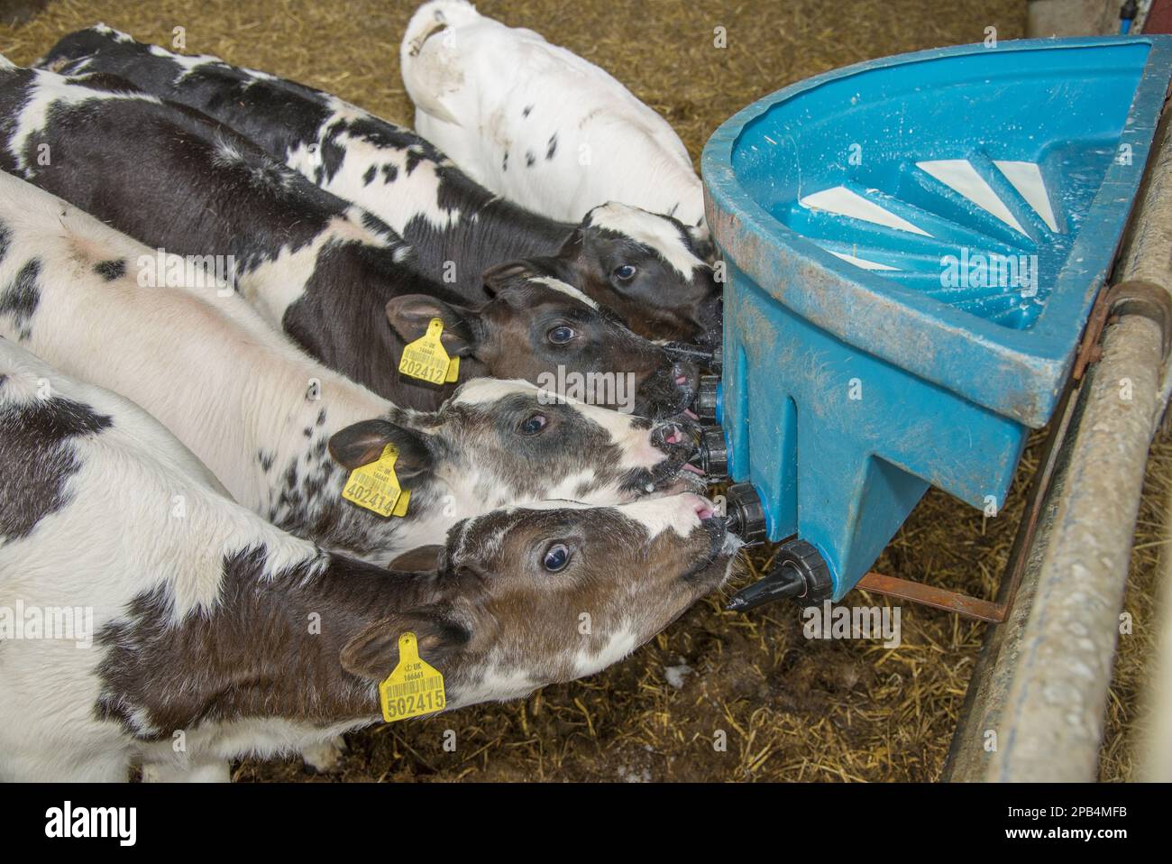 British Blue cattle, purebred, livestock, pets, cloven-hoofed, animals ...