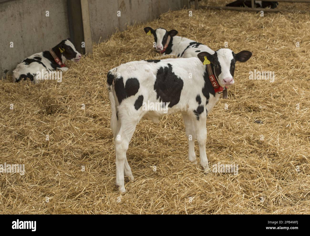 Domestic Cattle, Holstein Friesian, dairy calves, with collars and ear ...