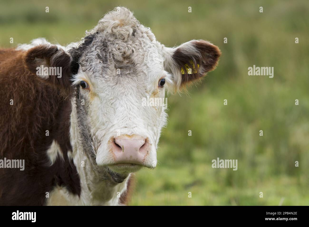 Hereford cattle, Hereford cattle, purebred, livestock, domestic animals ...