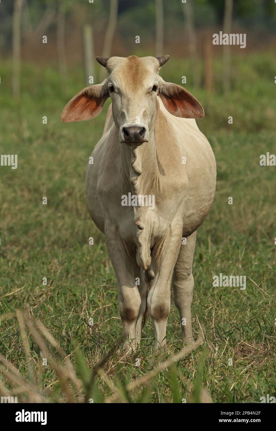 Brahman cattle, brahman cattle, zebu, purebred, livestock, domestic ...
