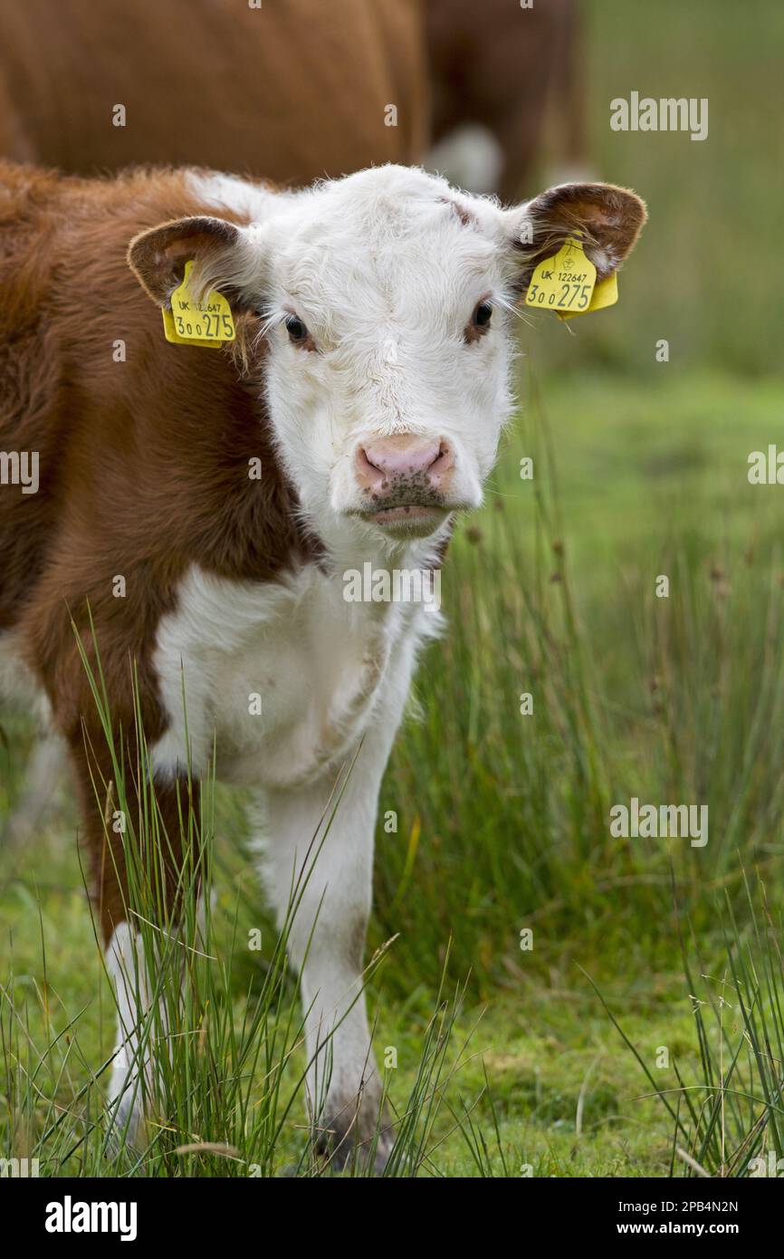 Hereford cattle, Hereford cattle, purebred, livestock, domestic animals ...