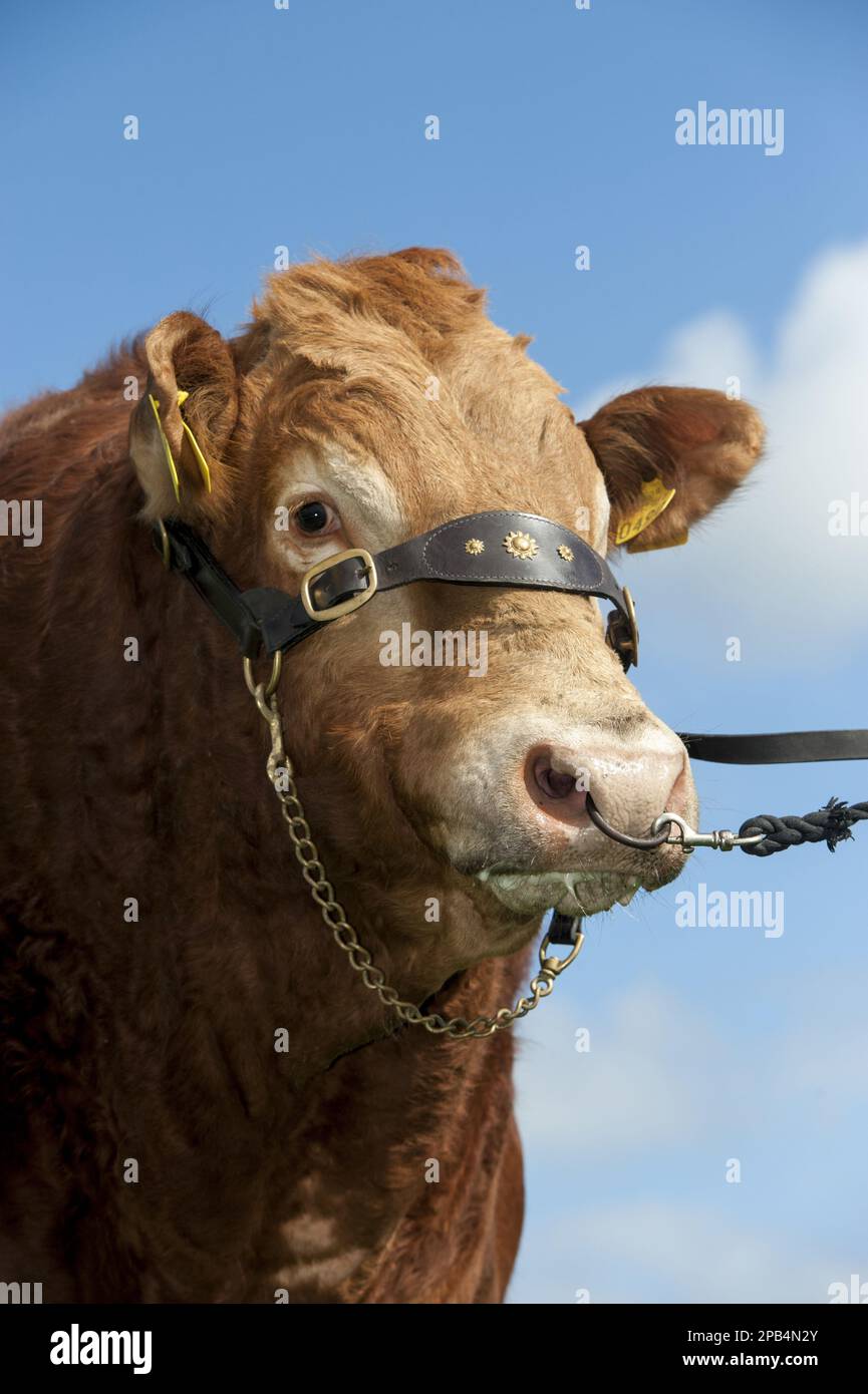 Limousin cattle, purebred, livestock, domestic animals, cloven-hoofed ...