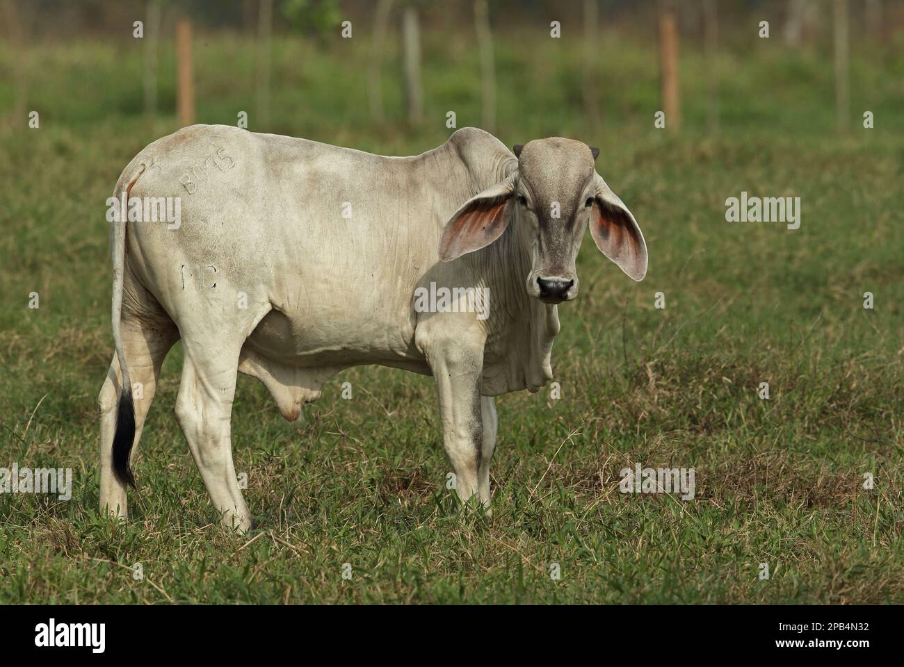 Brahman cattle, brahman cattle, zebu, purebred, livestock, domestic ...